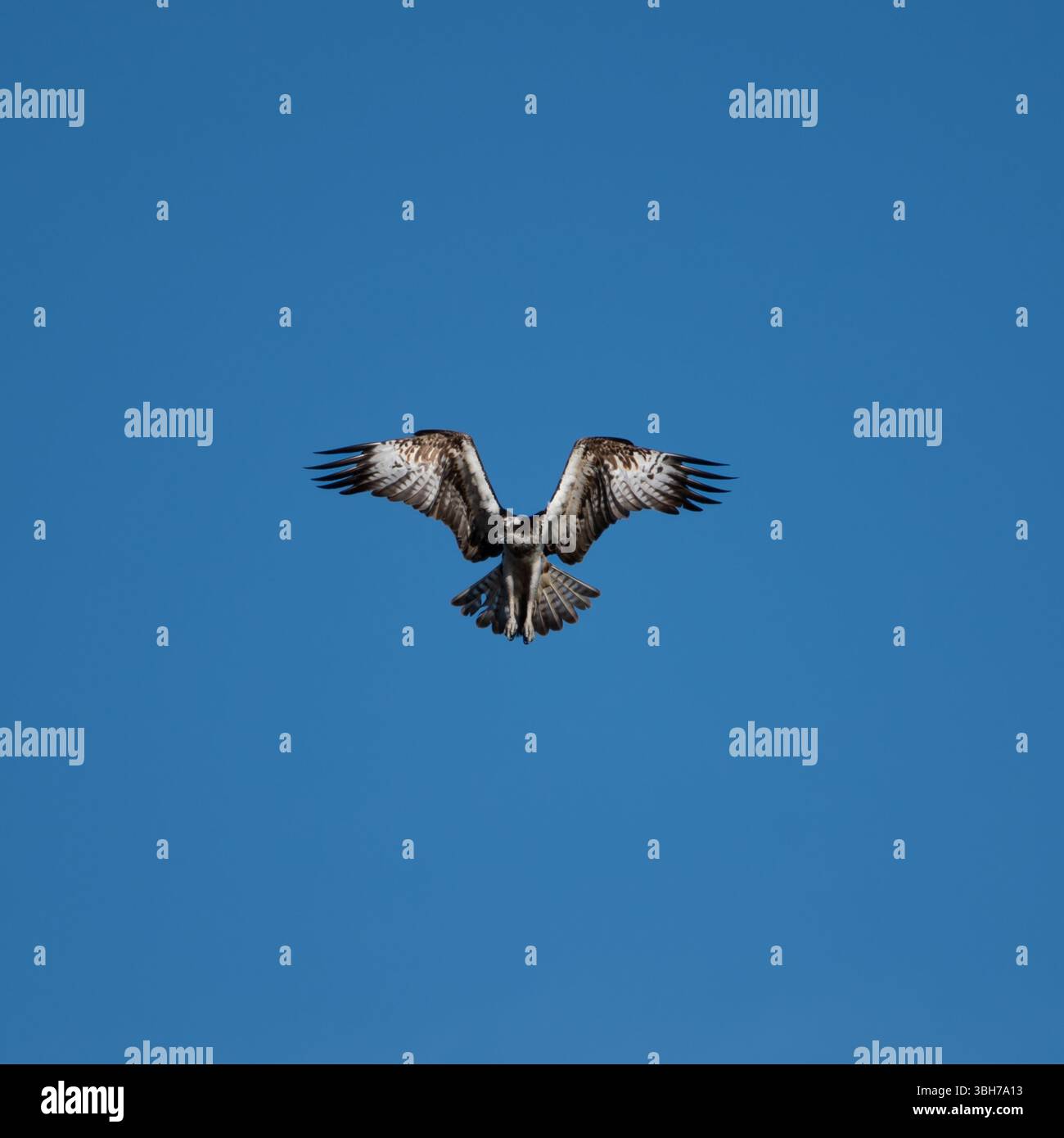 Osprey on the wing hunting in Findhorn Bay Moray, Scotland Stock Photo ...