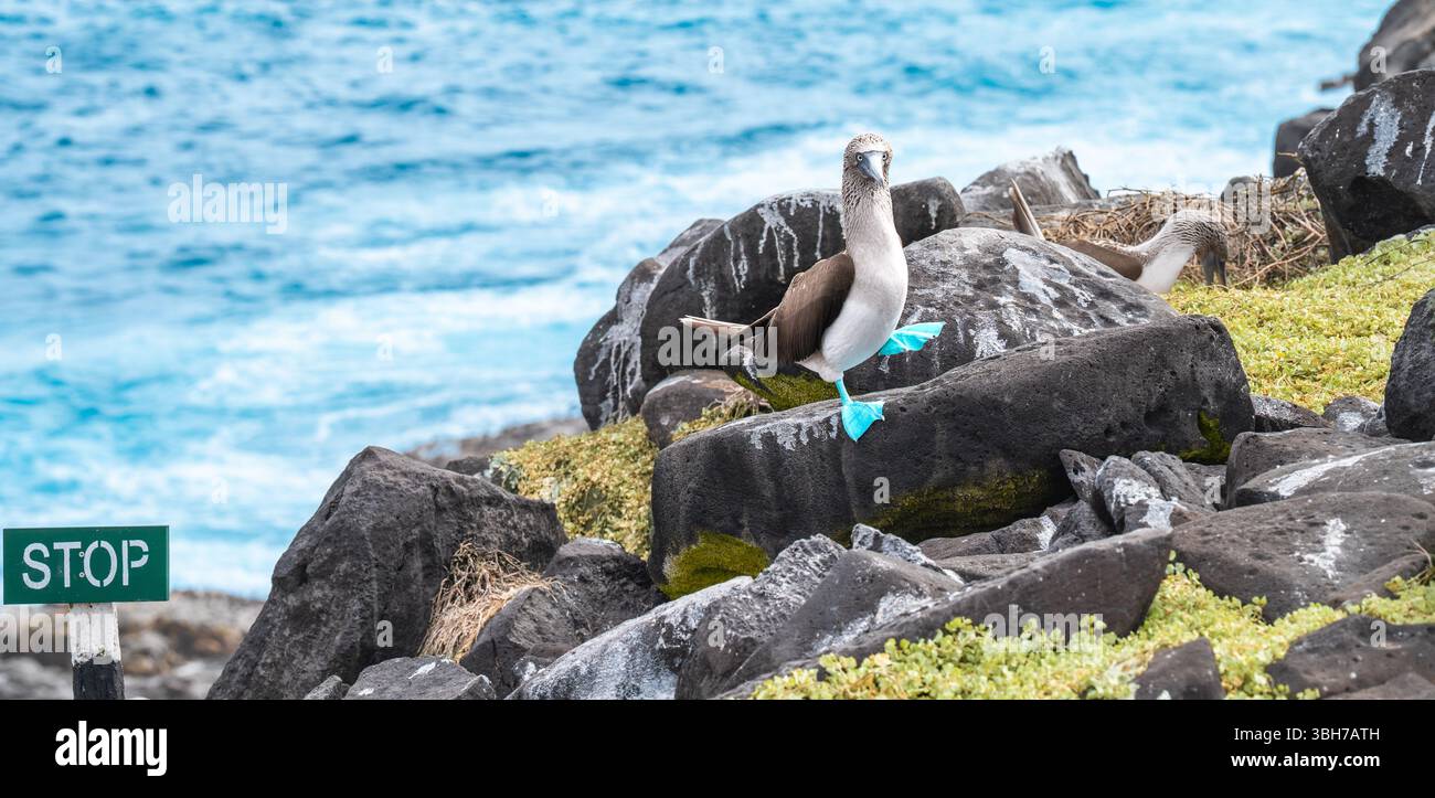 Blue footed booby punta hi-res stock photography and images - Alamy