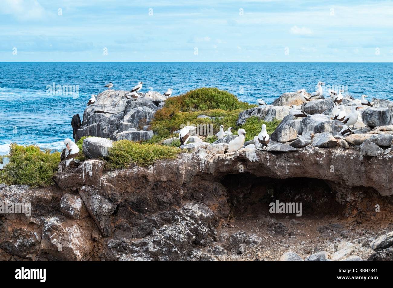 Colony of Boobies on Rocky Coastline, Suarez Point, Galapagos Islands ...