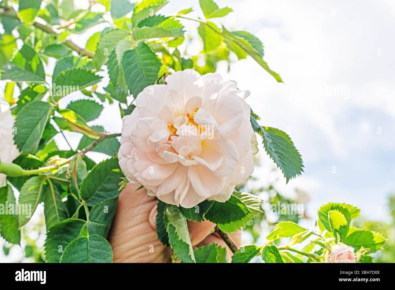 white blooming bush rose. Rose care and diseases Stock Photo - Alamy