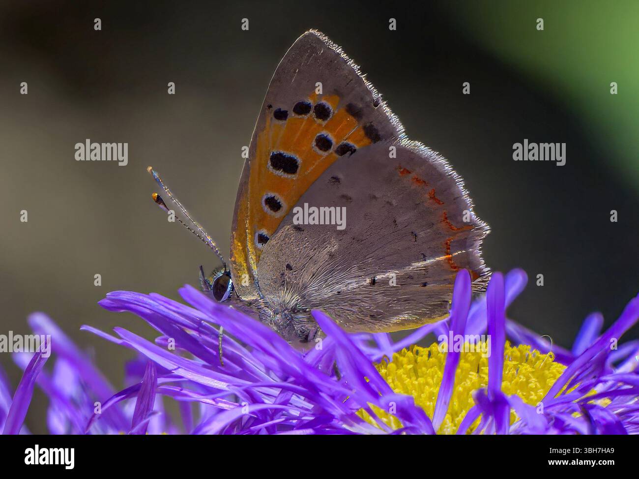 Strandja mountians Bulgaria 8th June 2025 Butterflies The black ...