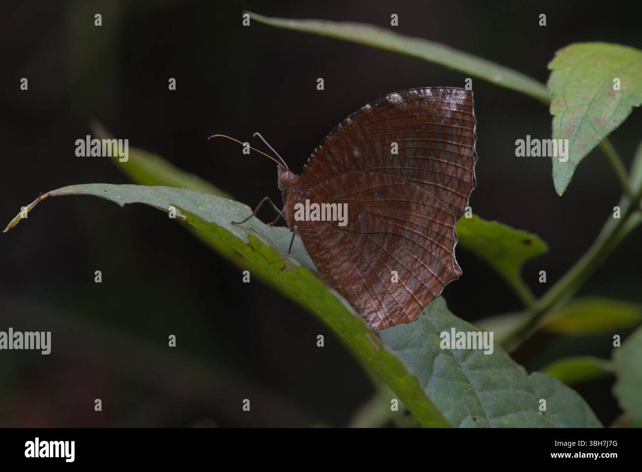 Elymnias hypermnestra, the common palmfly, a species of satyrine ...