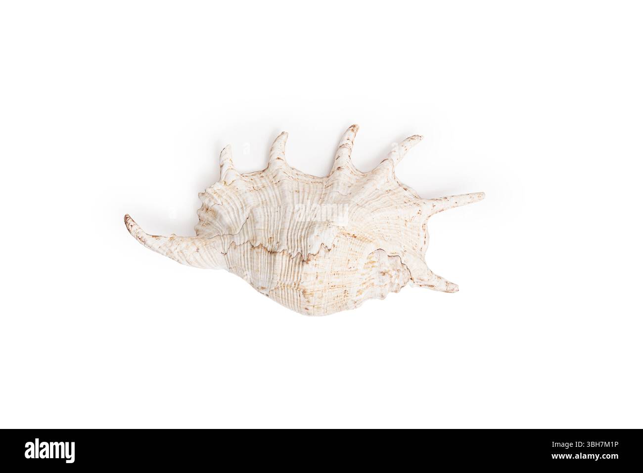 Spiky sea shell Cut Out Stock Images & Pictures - Alamy