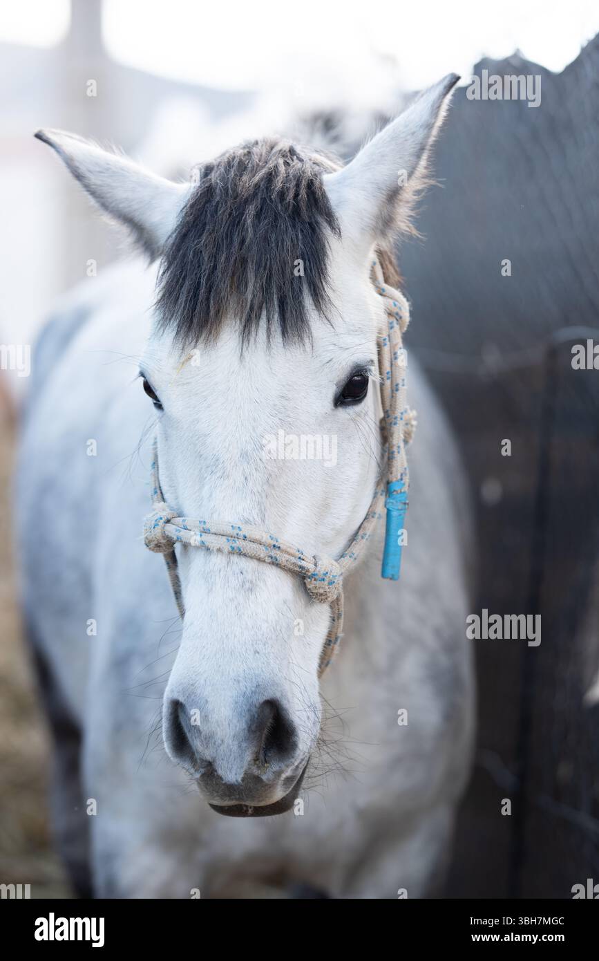A curious white horse looks over a weathered blue stable door, catching ...