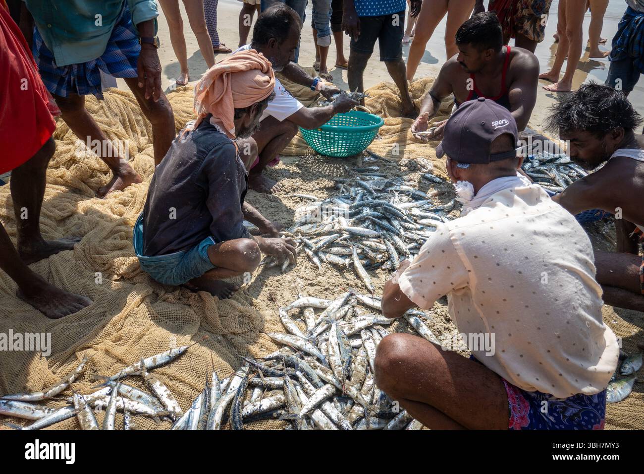 Indian fishermen sorting sardines on the sand after bringing in their ...