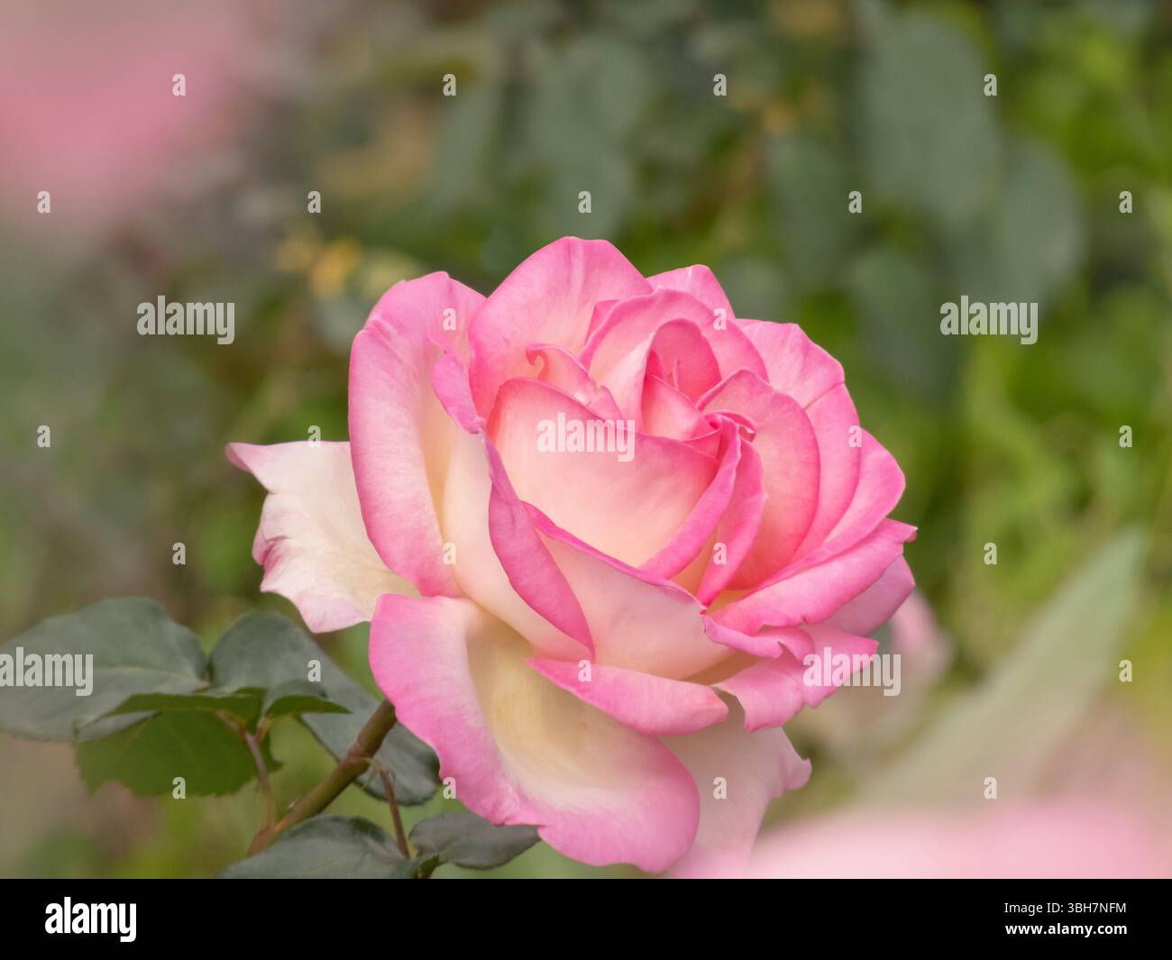 Creamy white bloom with pink edged petals hi-res stock photography and ...
