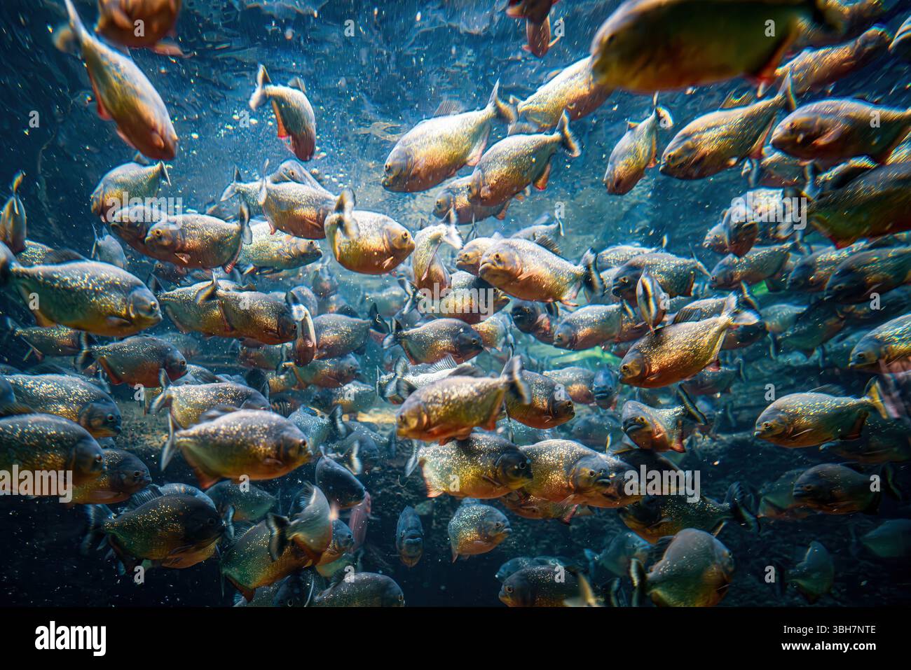Red bellied piranha fish (Pygocentrus Nattereri) swimming in river ...