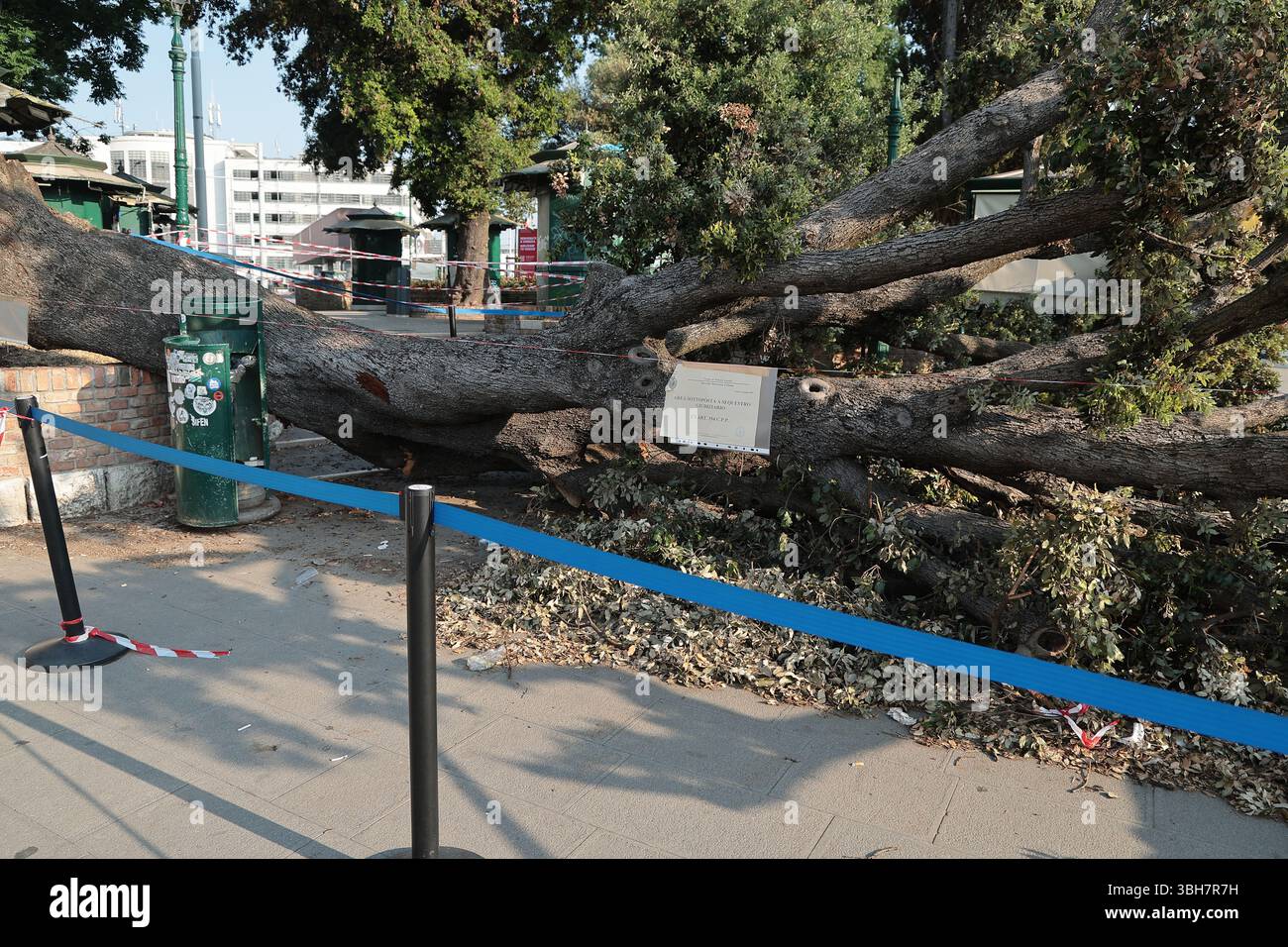 On June 2, 2025 a tree fell near Piazzale Roma in Venice injuring 12 ...