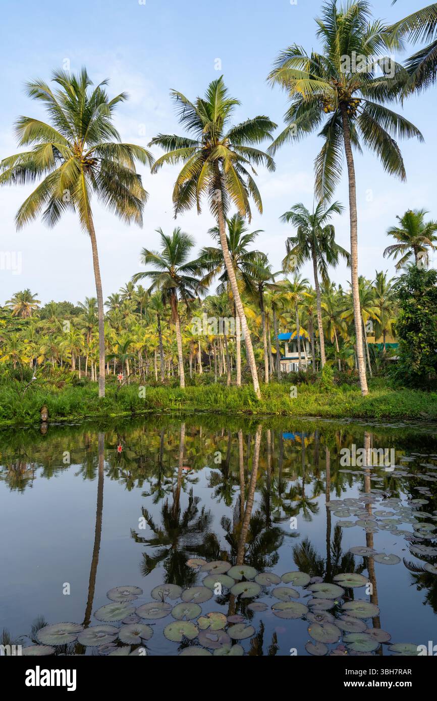 Palm trees and water lilies reflected in a calm pond near a coconut ...