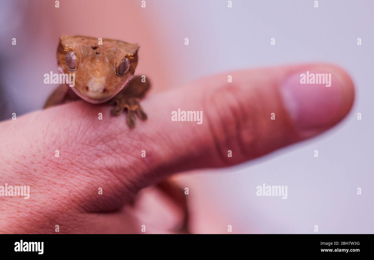 Imperial College London UK 08 June 2025 A Gecko to be held was the ...