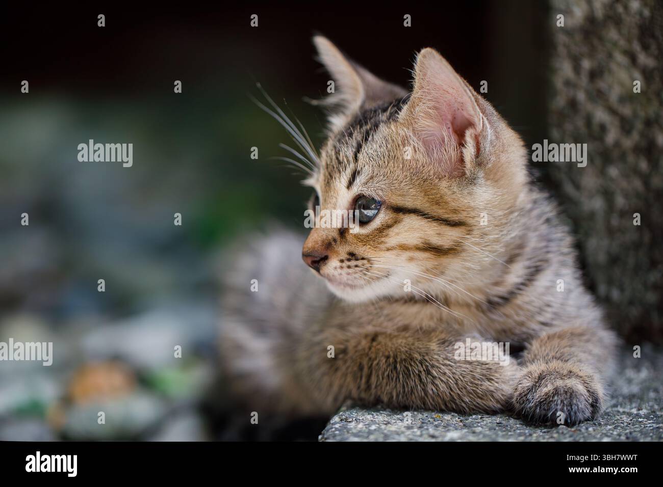 Cat side profile hi-res stock photography and images - Alamy