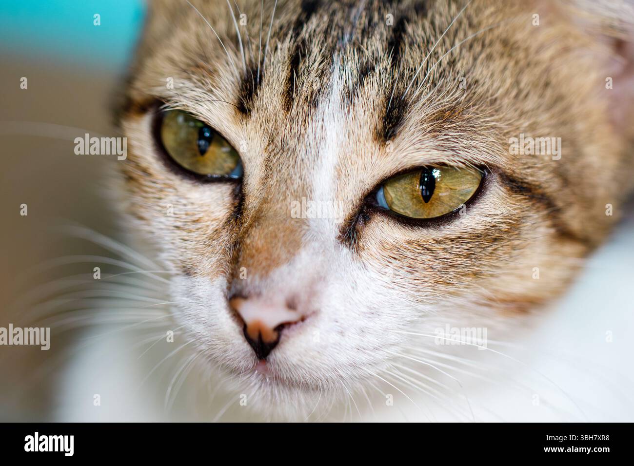Extreme close-up of a cat's eyes with intense focus and detail Stock ...