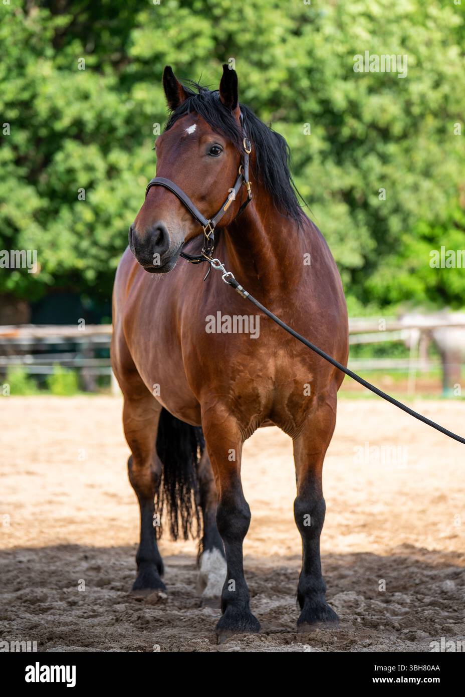 Muscular brown horse with a flowing black mane in a rustic outdoor ...