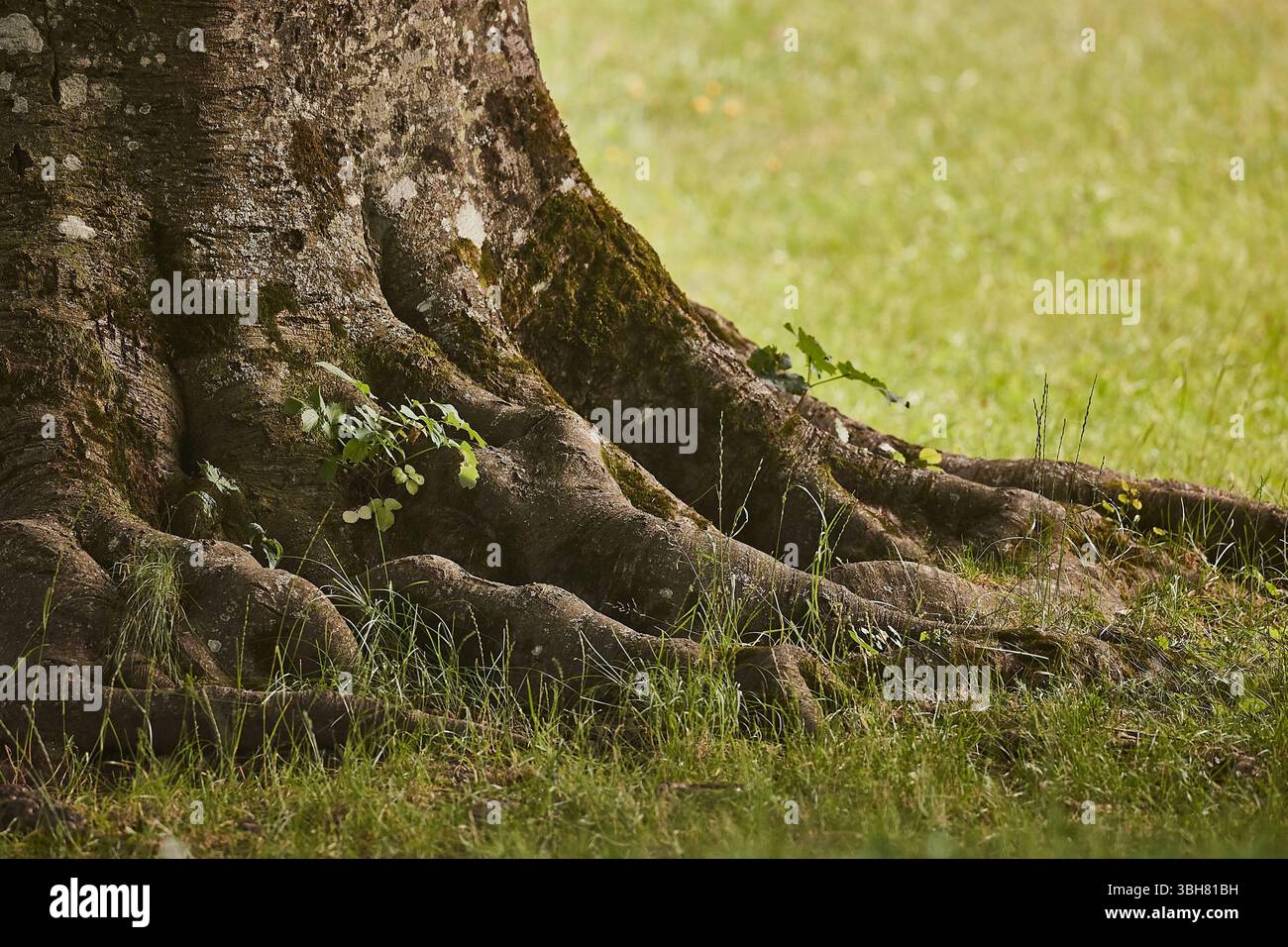 Thick base tree hi-res stock photography and images - Alamy