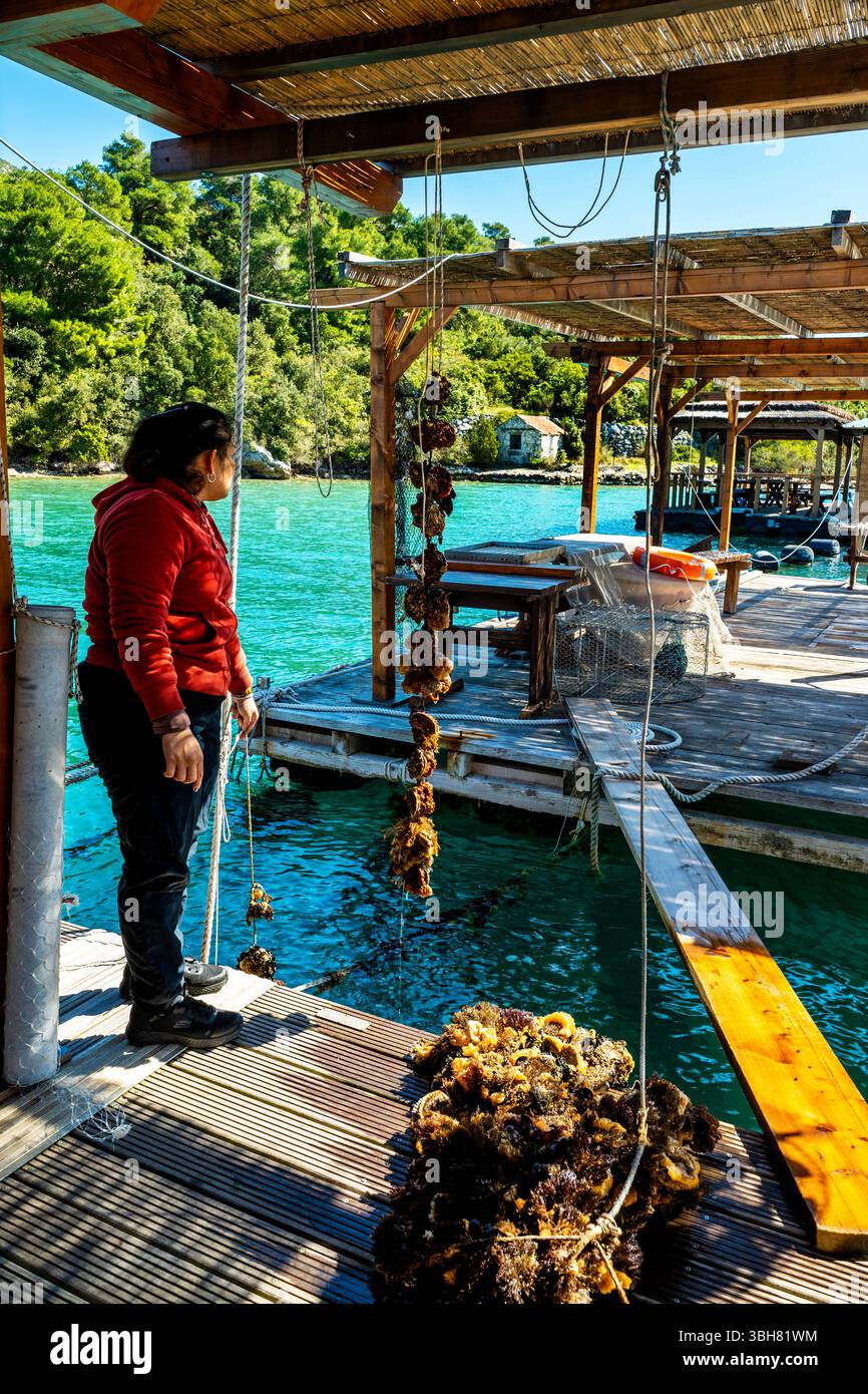 Croatia ston oysters hi-res stock photography and images - Alamy