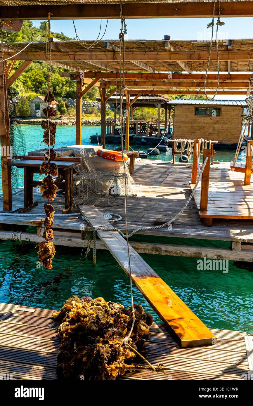 Queen of oysters hi-res stock photography and images - Alamy