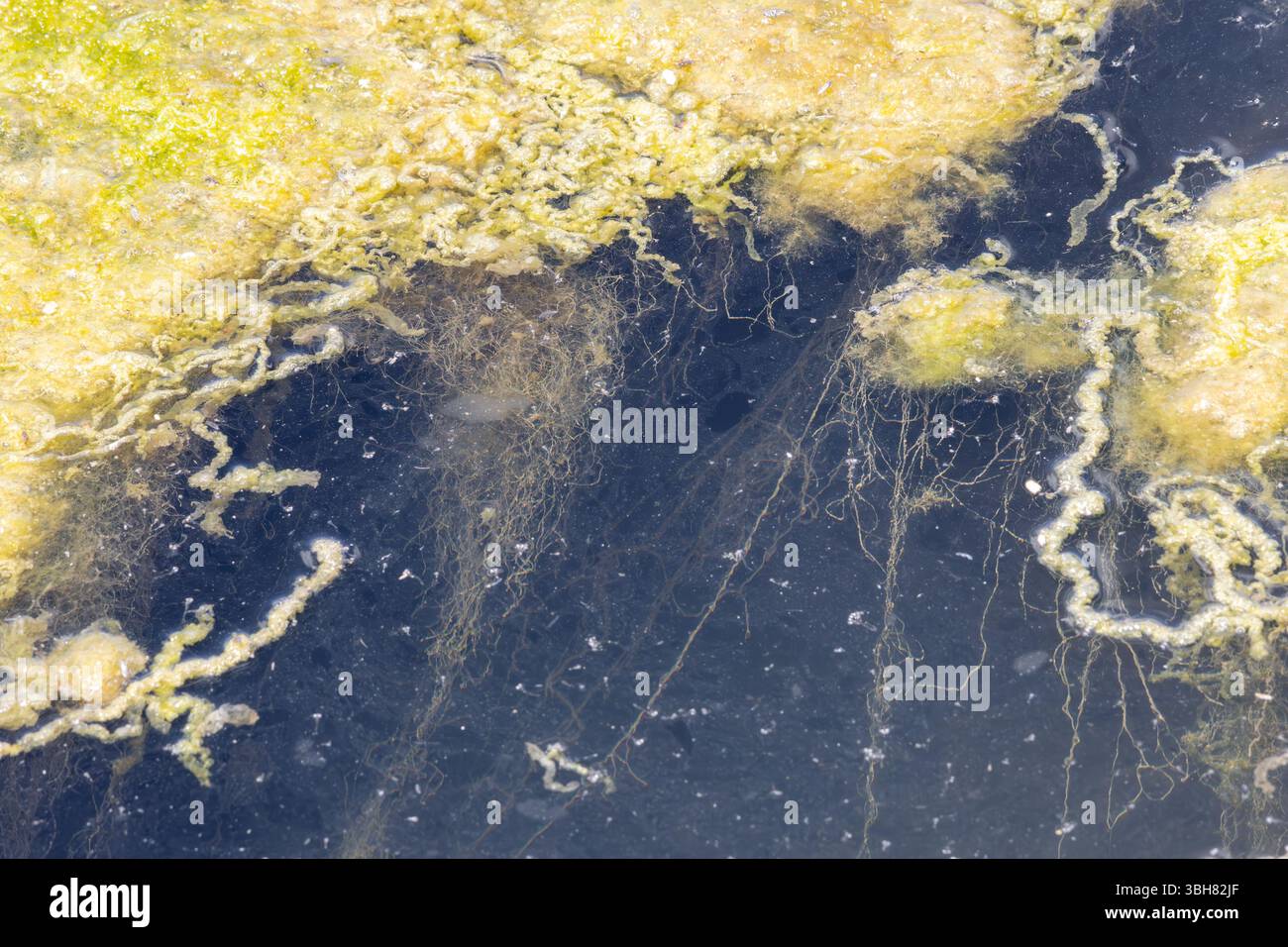 Green filamentous algae forming a thick layer on the surface of a pond ...