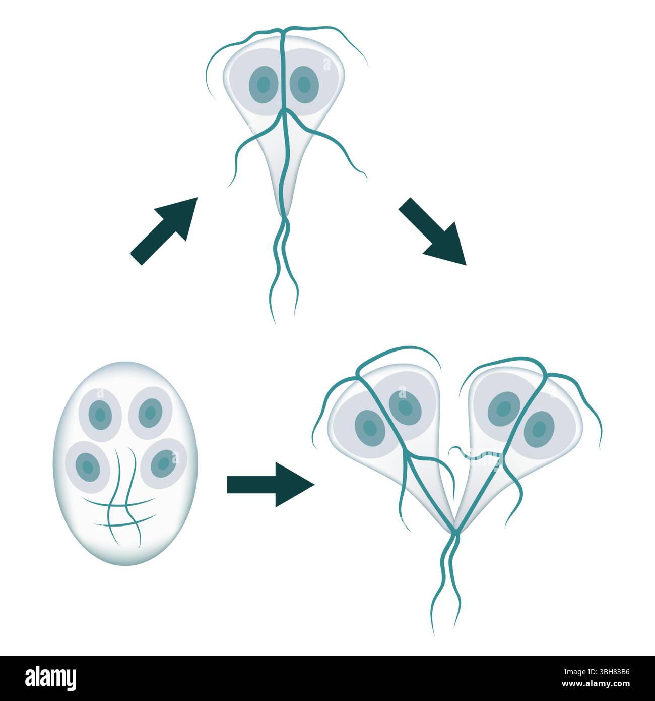 Giardia lamblia life cycle showing the trophozoite stage, encystation ...