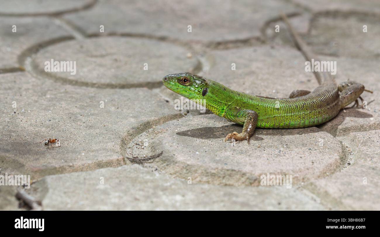 Lizard crawling pose hi-res stock photography and images - Alamy