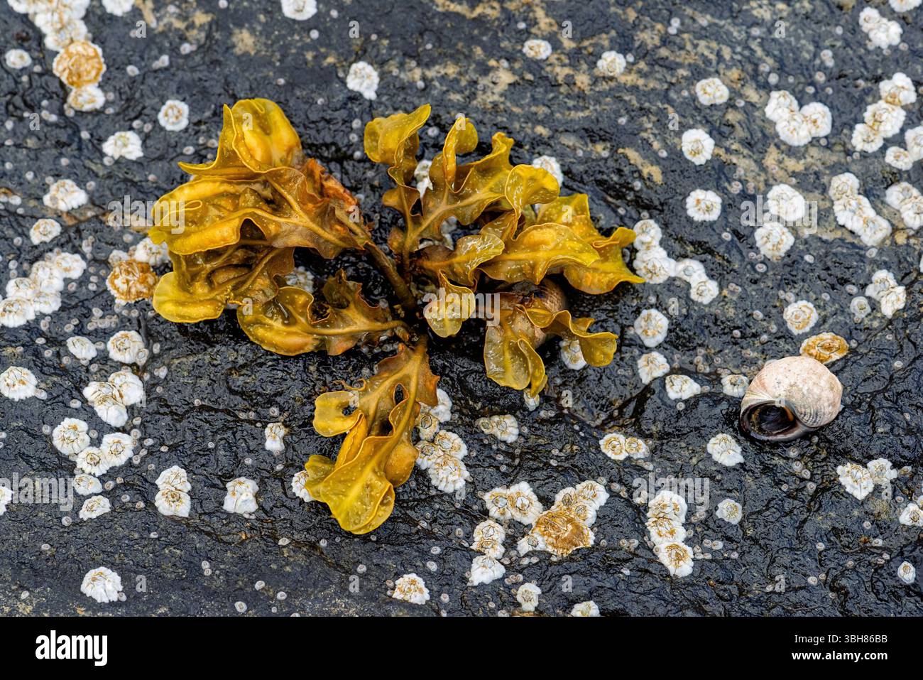 Bright yellow seaweed and a small snail shell rest on textured rocks ...