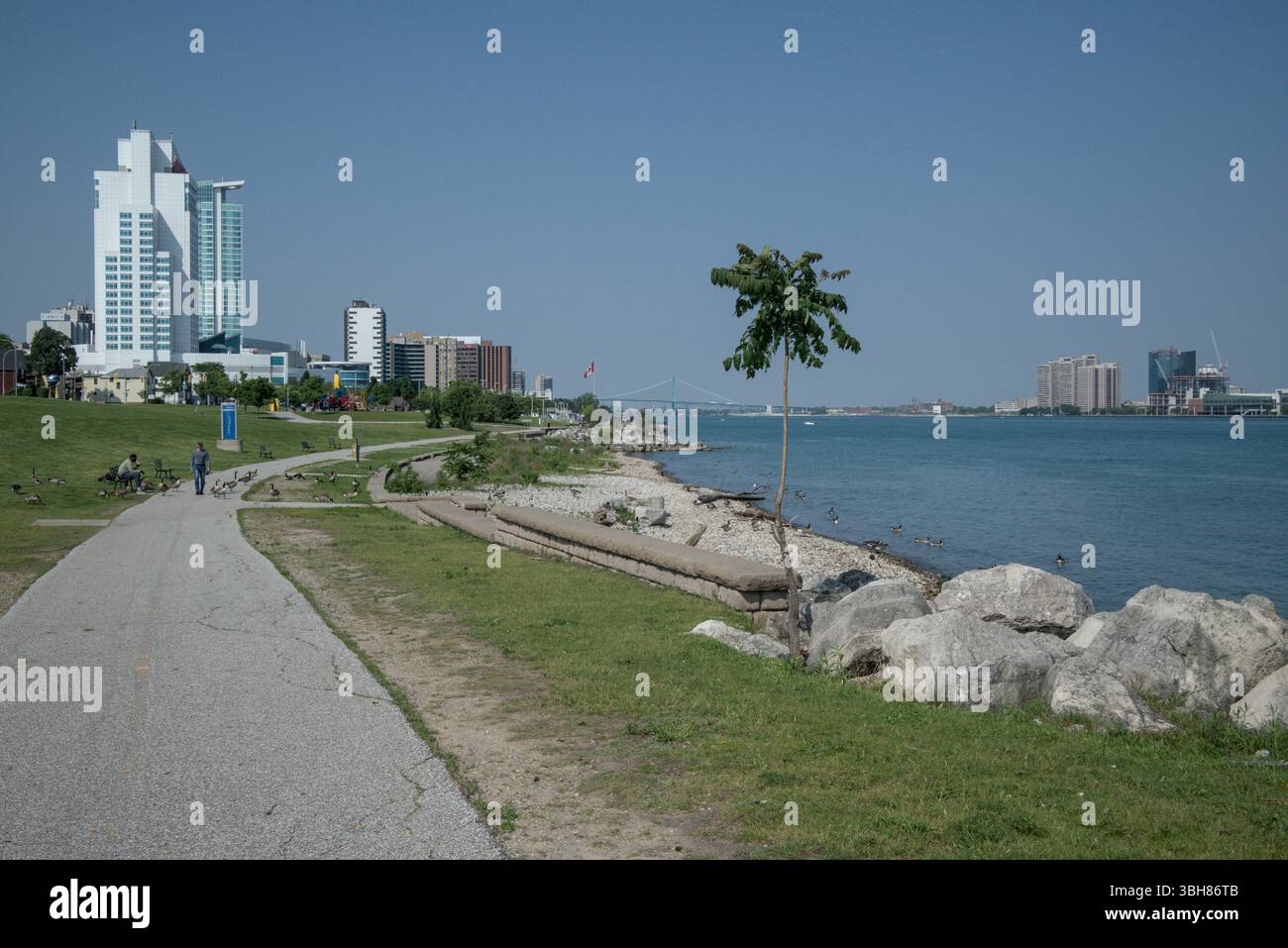Geese walking along scenic path hi-res stock photography and images - Alamy