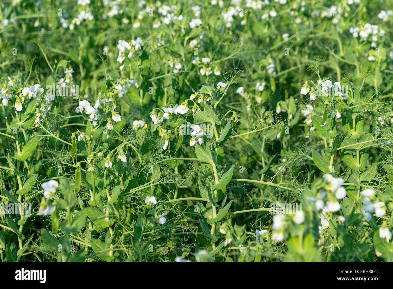 Lush green pea plants hi-res stock photography and images - Alamy