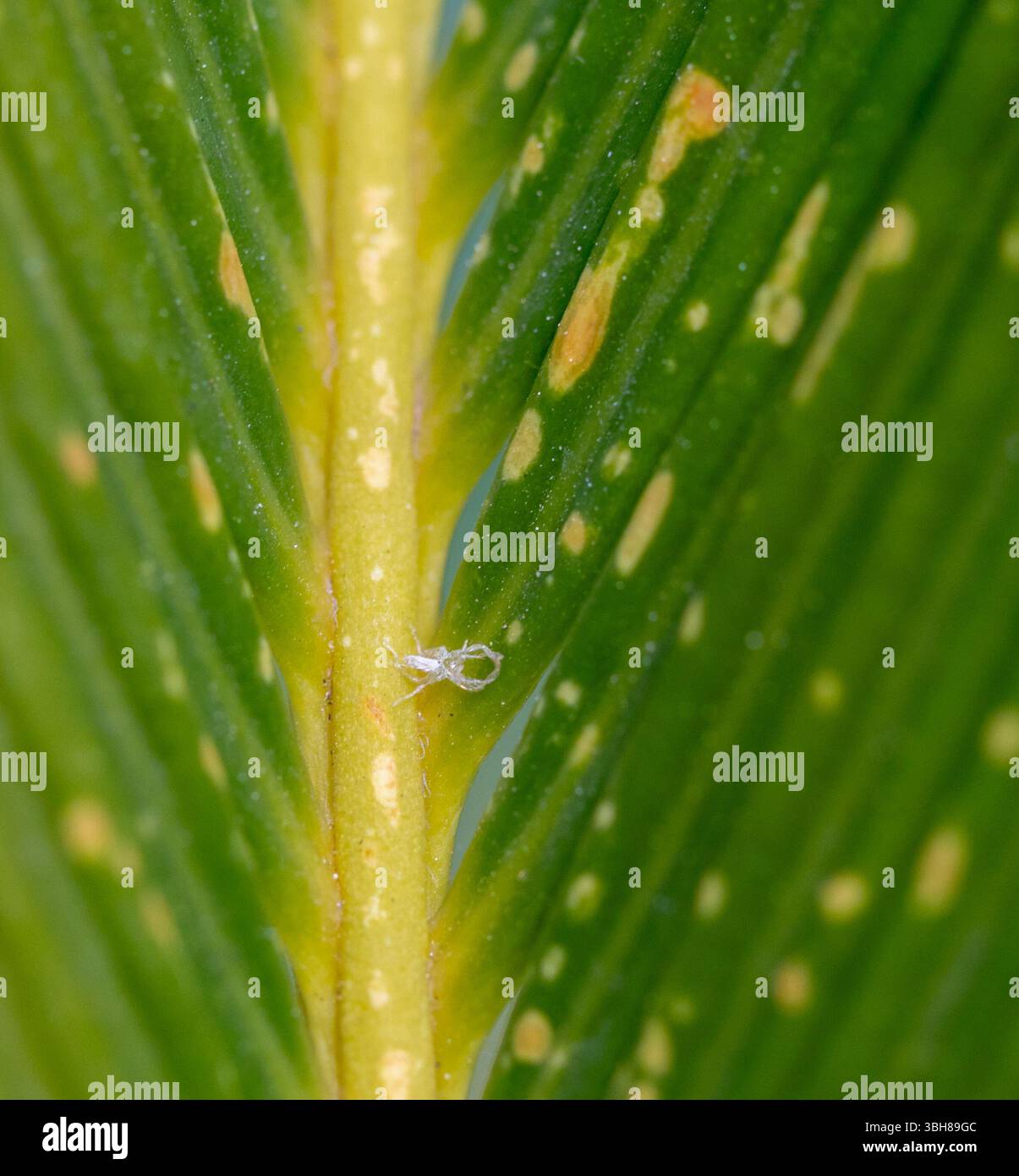 Close up of a white mealybug crawling on a cycad leaf displaying yellow ...