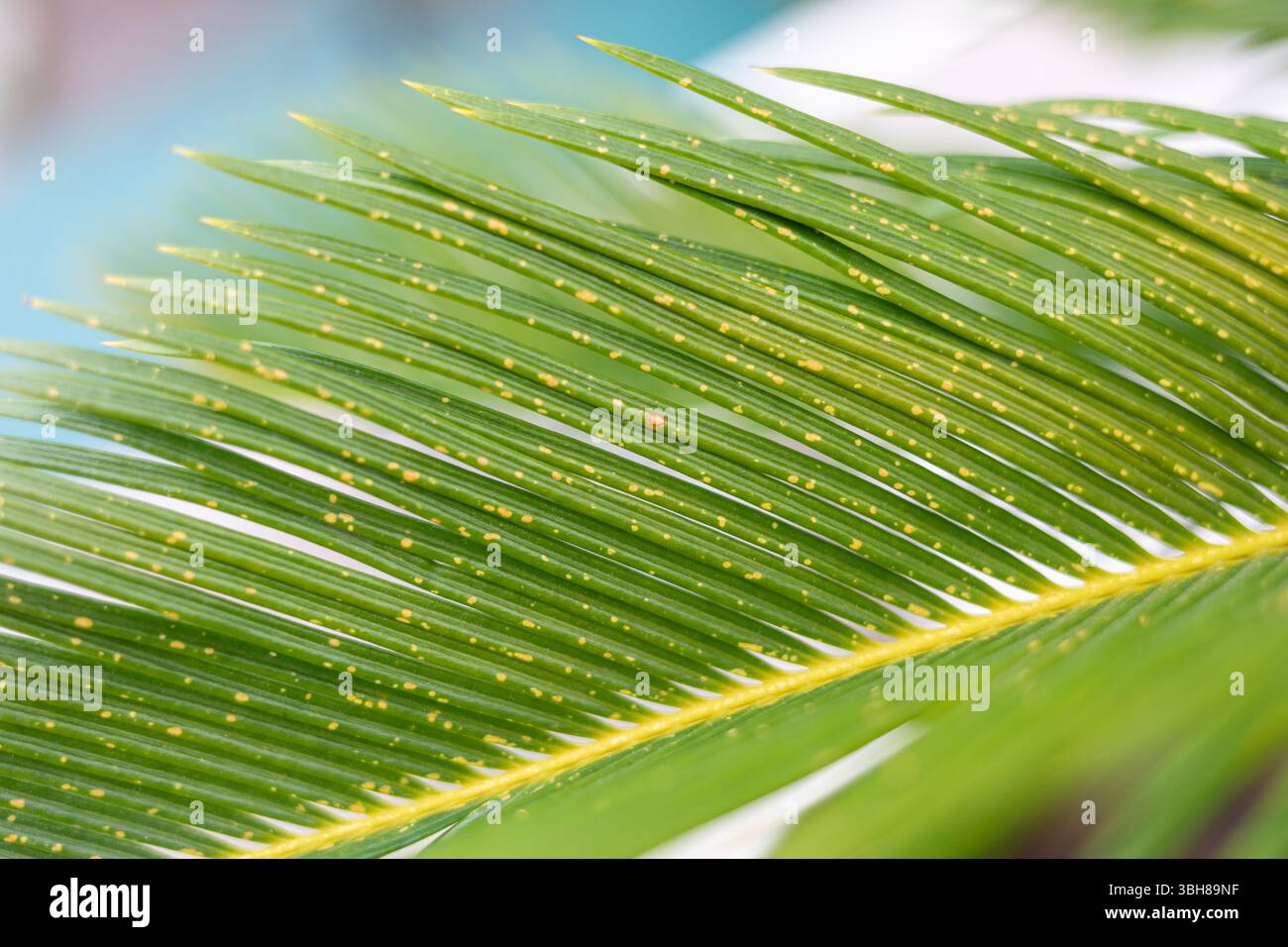 Close up of a cycas revoluta leaf showing signs of fungal infection ...