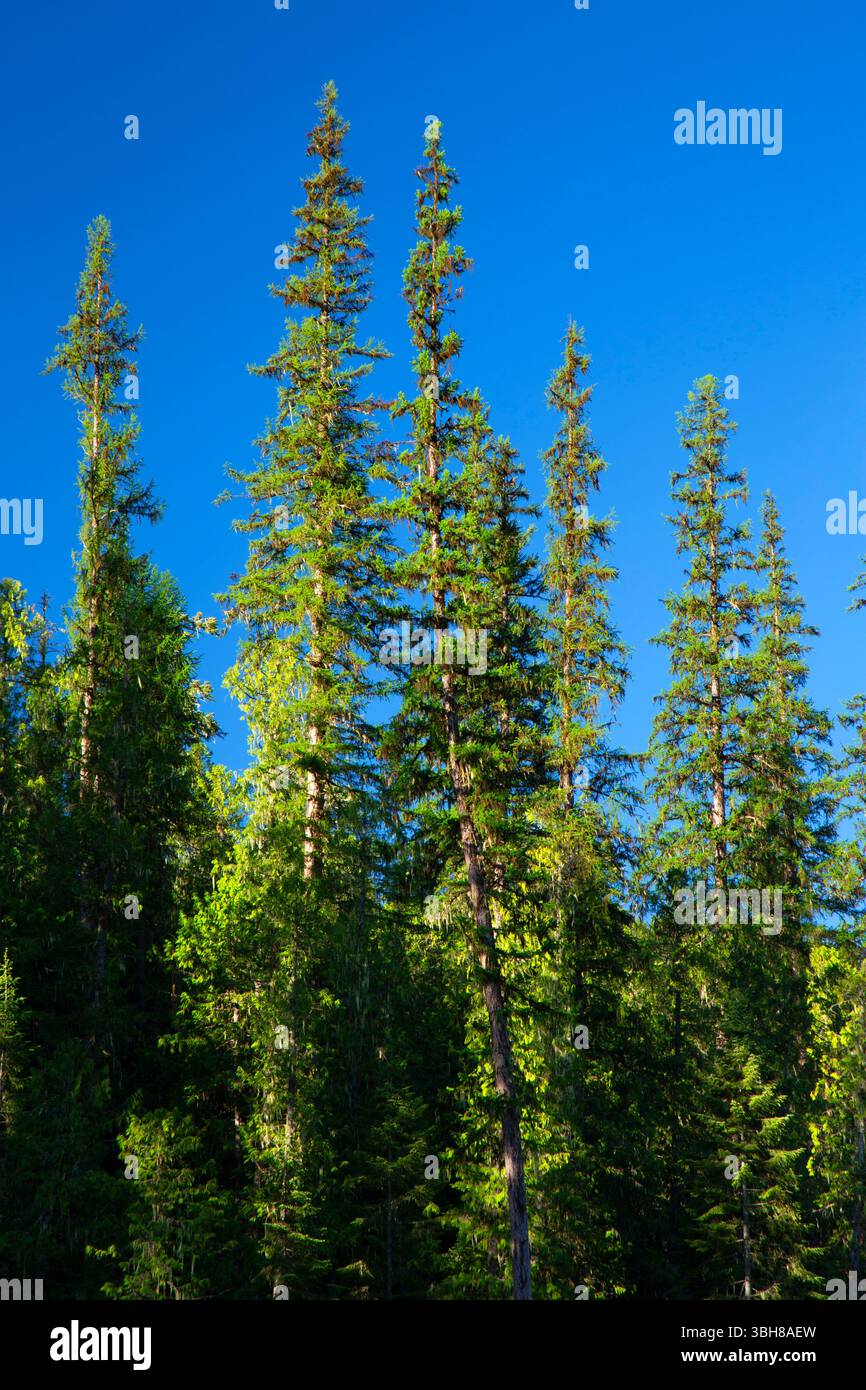 Forest slope, Lochsa Wild and Scenic River, Clearwater National Forest ...