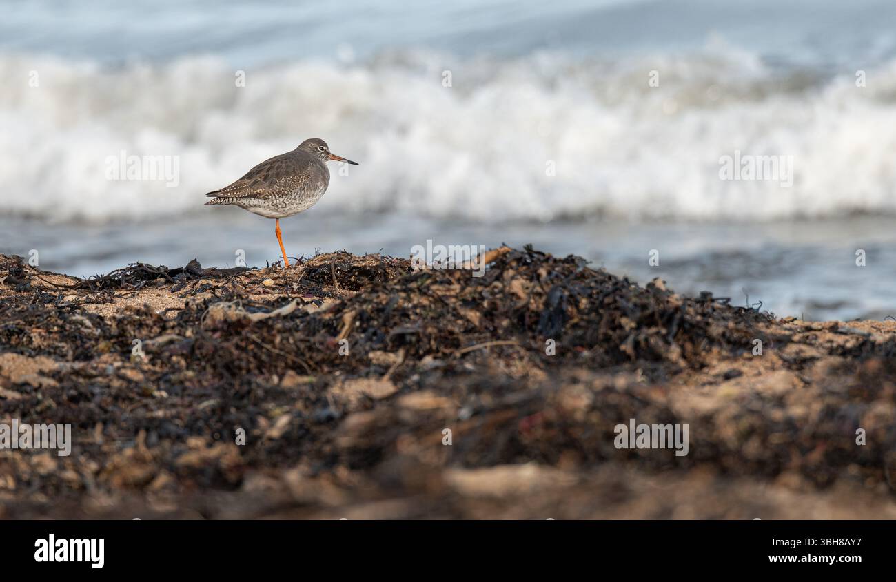 Redshanks on seaweed hi-res stock photography and images - Alamy