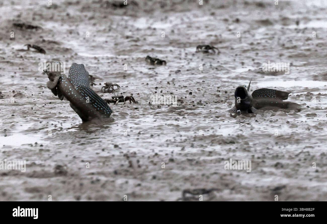 Great blue spotted mudskipper, known as mutsugoro, jump repeatedly during mating season on ...
