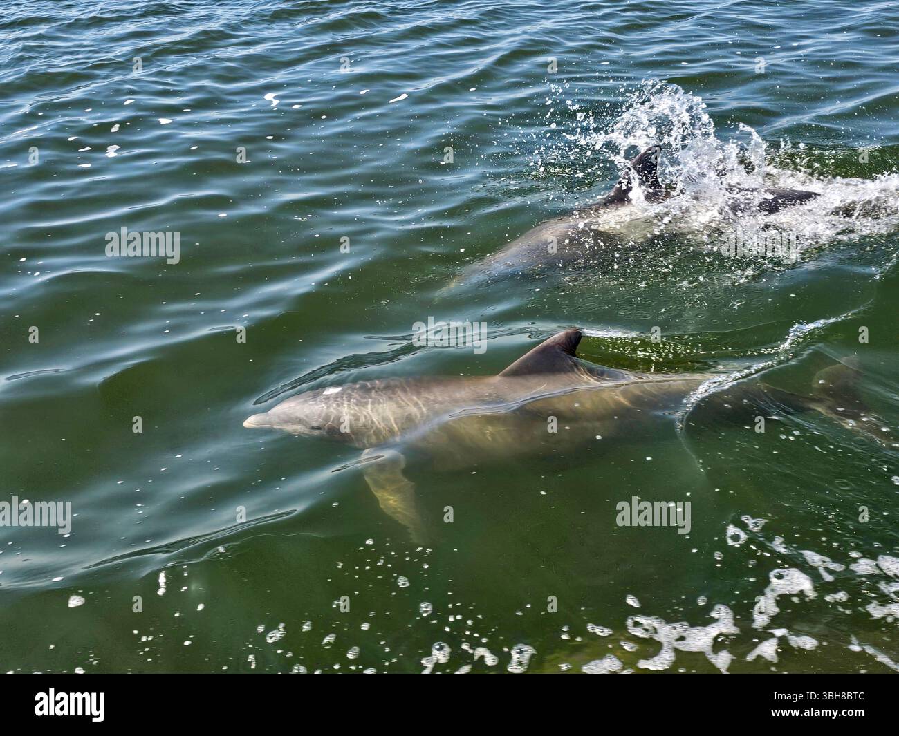 Two dolphins swim alongside a boat. Nearshore waters of the Gulf of ...