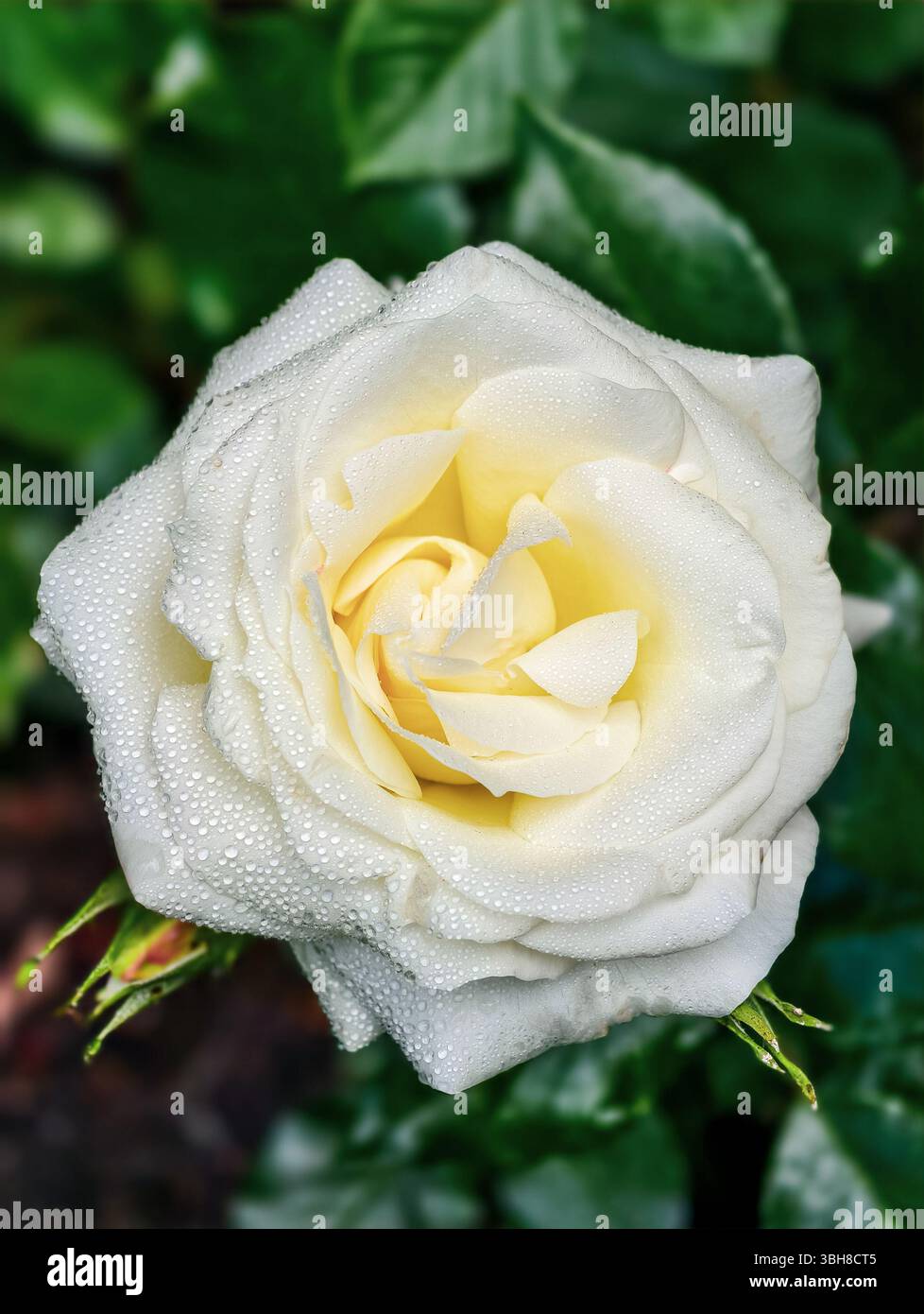 Elegant white rose with soft yellow shades at its core, adorned with ...