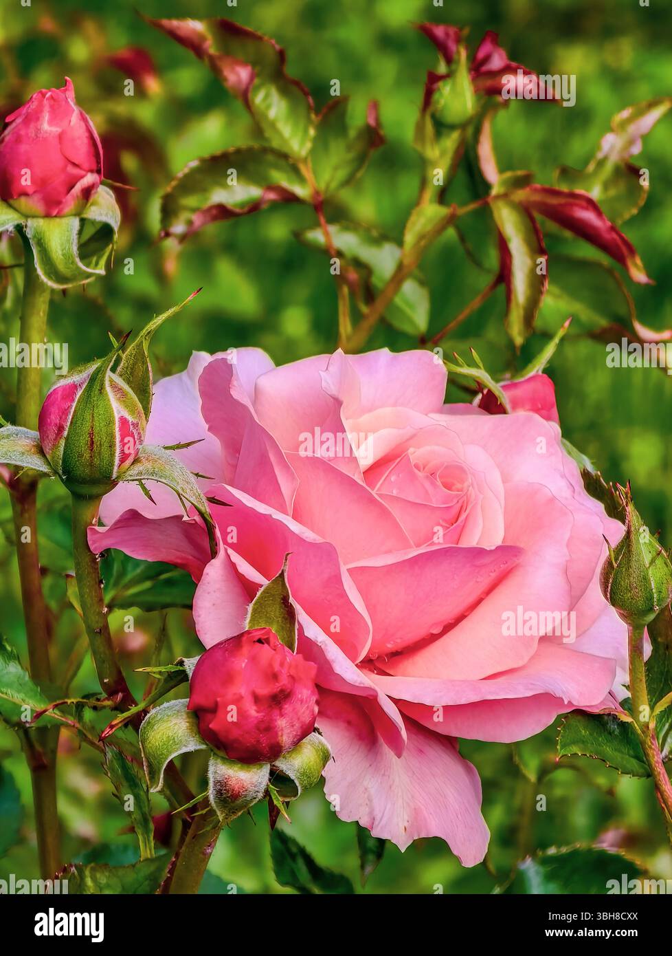 Charming macro photograph of a soft pink rose in full bloom surrounded ...