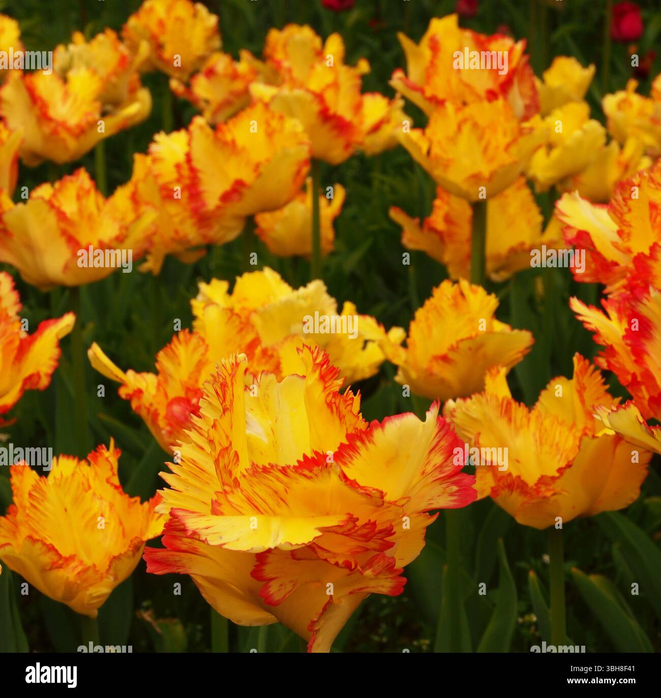 Ragged tulips hi-res stock photography and images - Alamy