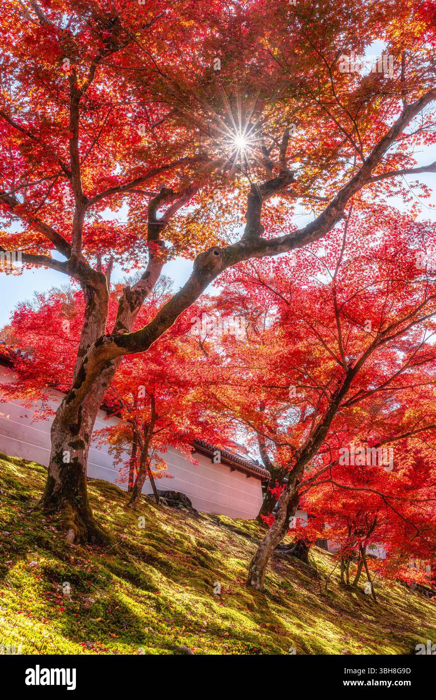 The beautiful Manshu-in Temple during fall season in Kyoto, Sakyo ward ...