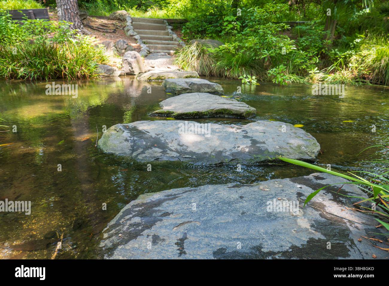 Moss-Covered Stepping Stones Leading Through Tranquil Forest Stream ...