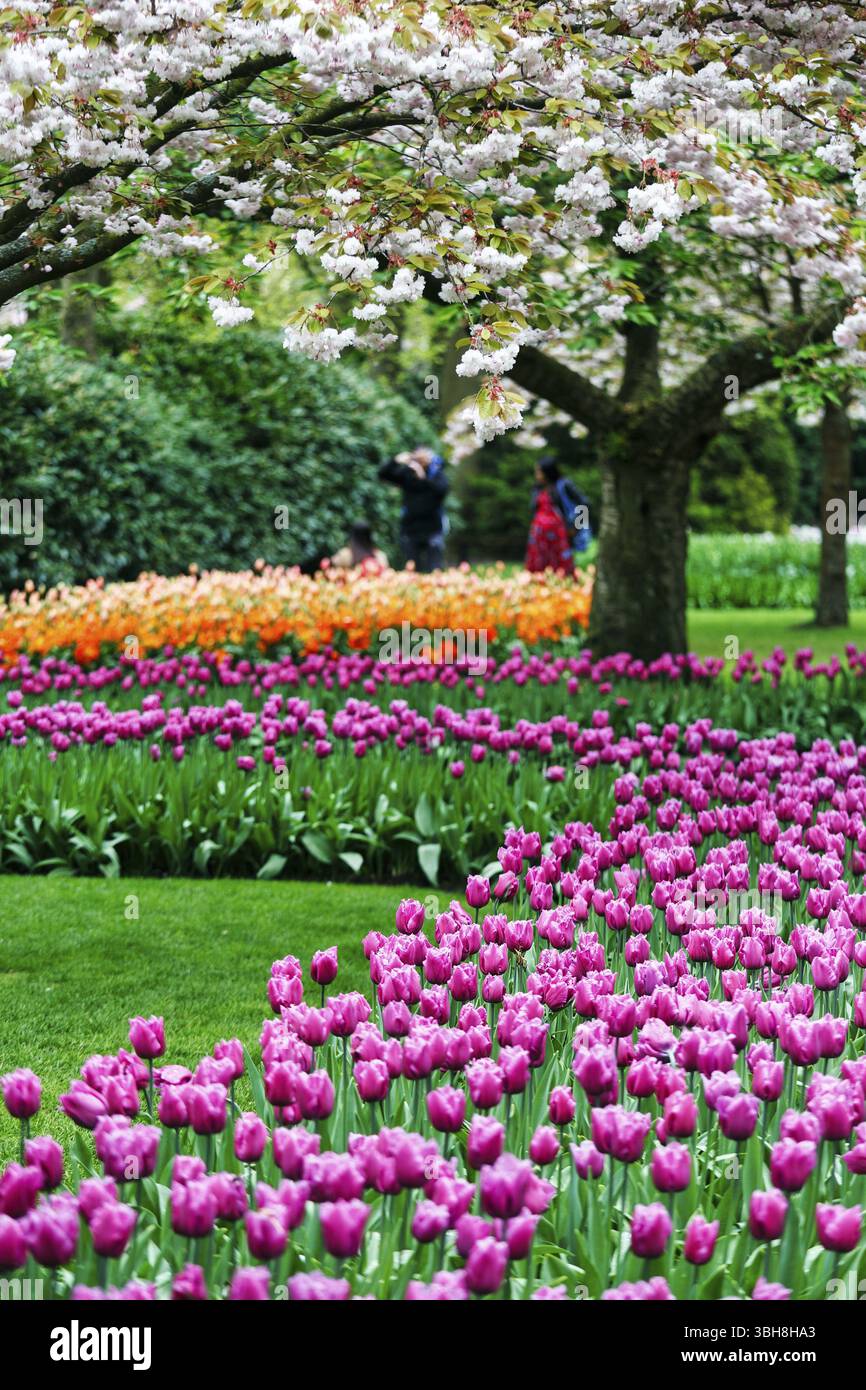 Different coloured tulips (Tulipa), colourful tulip beds, flowering ...