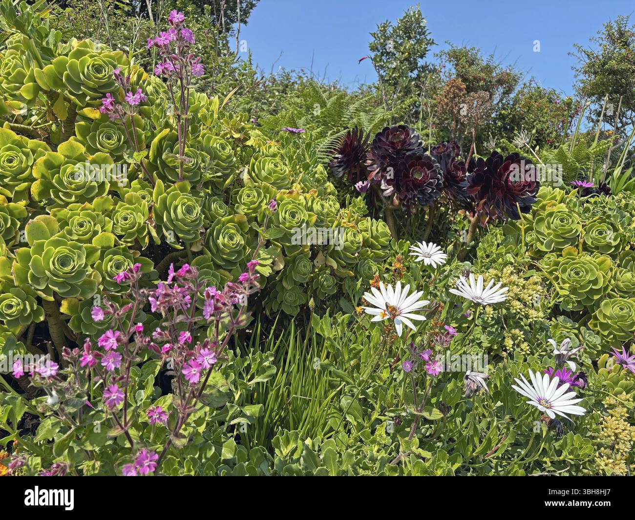 Lush garden with colourful flowers and succulents under a clear blue ...