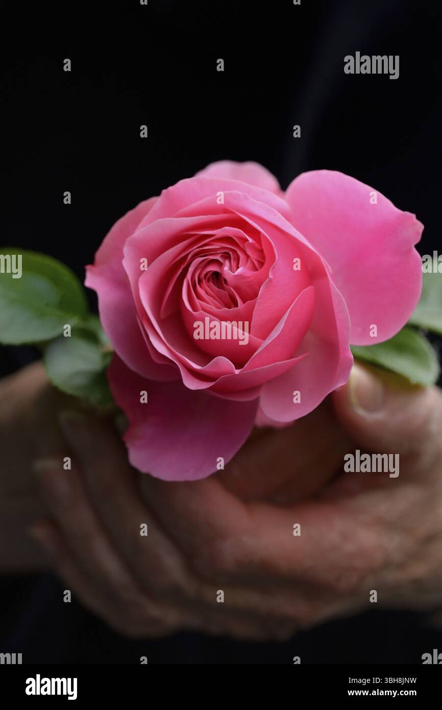 Hand holding pink rose blossom, rose 'Leonardo da Vinci' Stock Photo ...