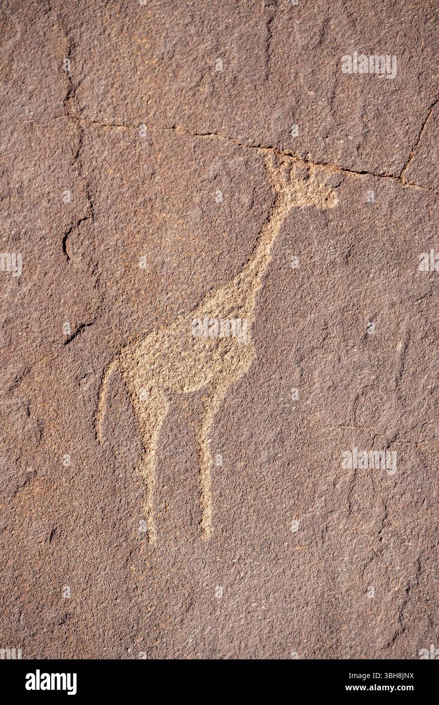Rock engraving of a giraffe, depictions of animals on a rock slab, rock ...