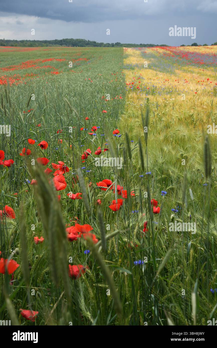 Uckermark GER, Deutschland, 20250508,Uckermark, Landschaftsaufnahme ...