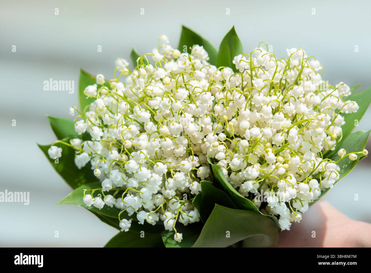 Bouquet of beautiful lily of the valley flower on a white background ...