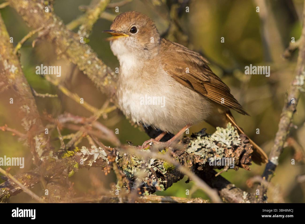 Nightingale, (Luscinia megarhynchos), animals, bird, songbird, family ...