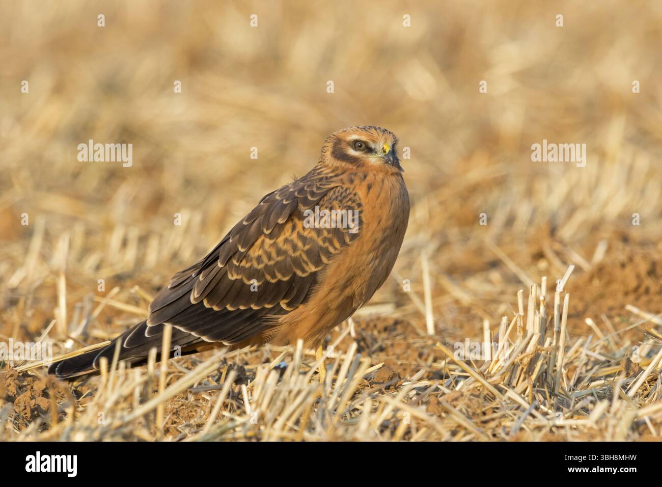 Montagu's Harrier, Montague's Harrier, (Circus pygargus), Busard cendre ...