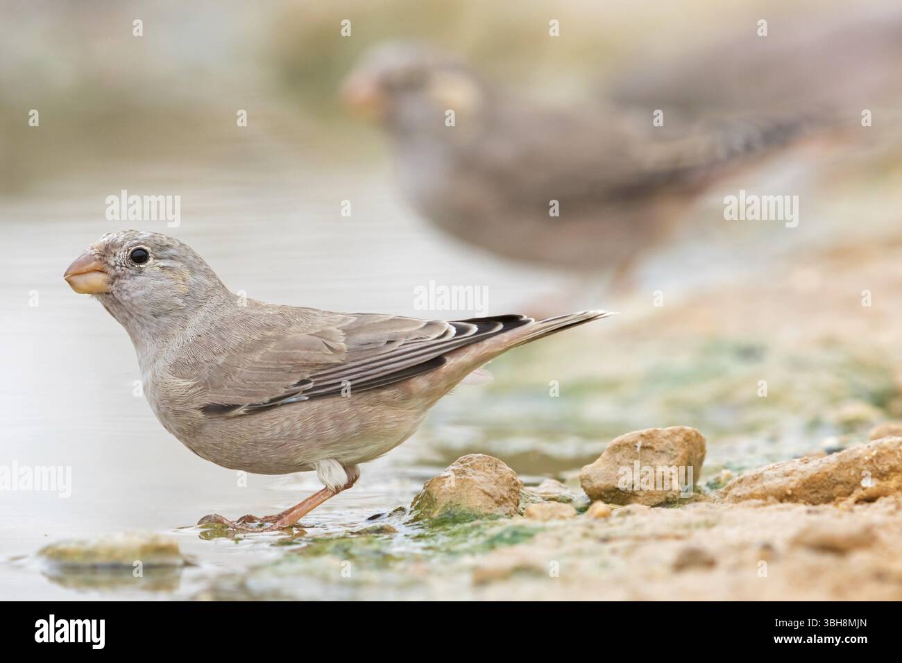 Desert Finch, Finch family, Finch, Trumpeter Finch, (Rhodopechys ...