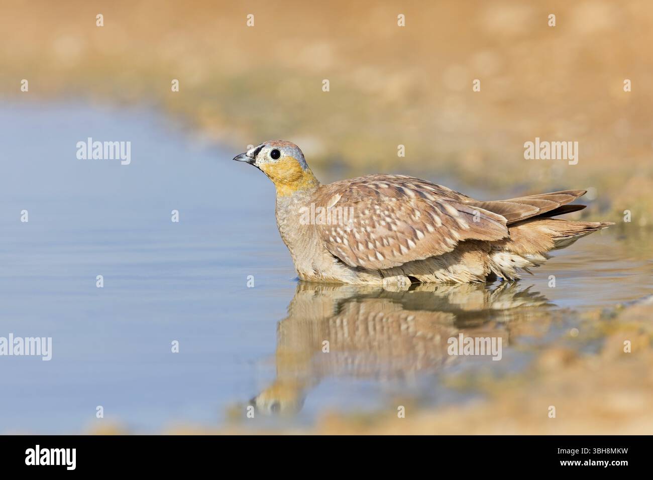 Crowned flying fowl, (Pterocles coronatus), North America, Middle East ...