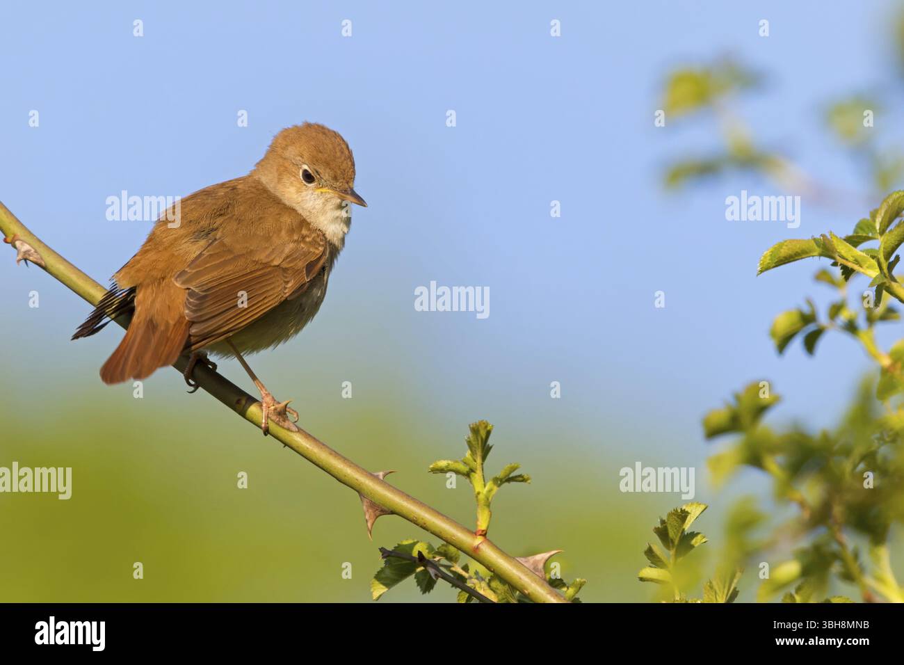Nightingale, (Luscinia megarhynchos), animals, bird, songbird, family ...