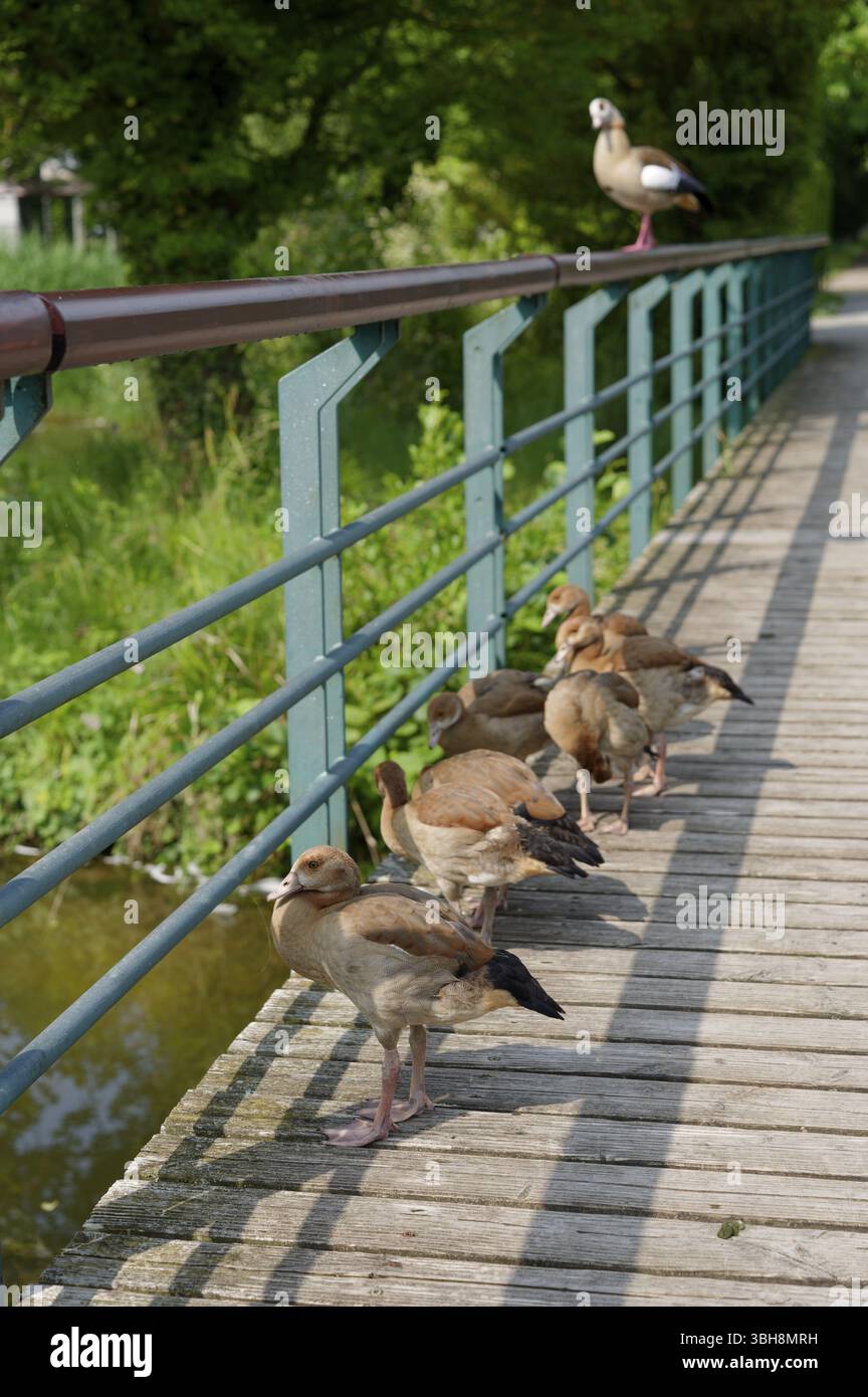 Egyptian goose (Alopochen aegyptiaca), neozoa, duck, waterfowl, plague ...