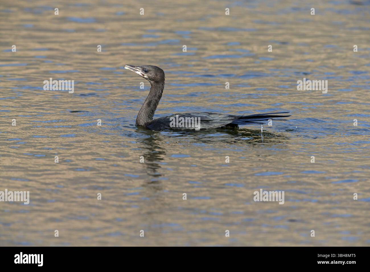 Pygmy Cormorant, (Phalacrocorax pygmeus), animals, birds, cormorant ...